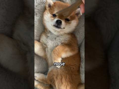 Dogs'll ❤️ Your Massage!!🐶 #facts