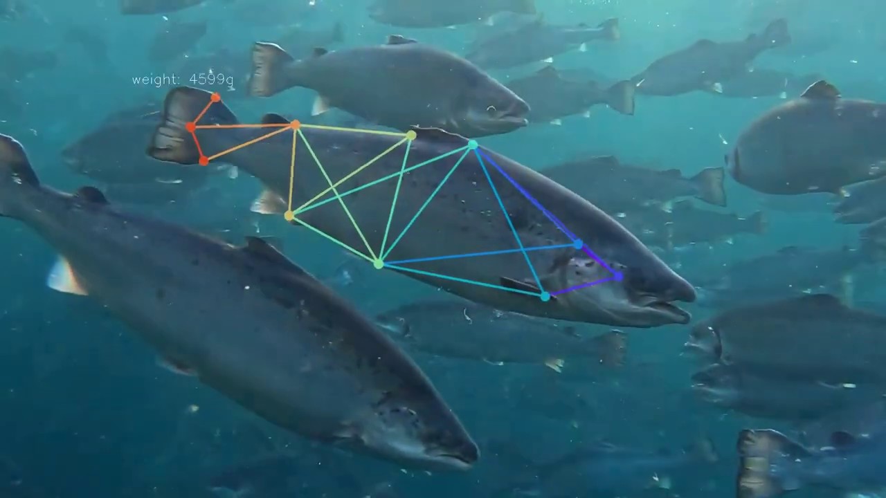New technology with AI to monitor the growth of the salmon - SEAWANDERER