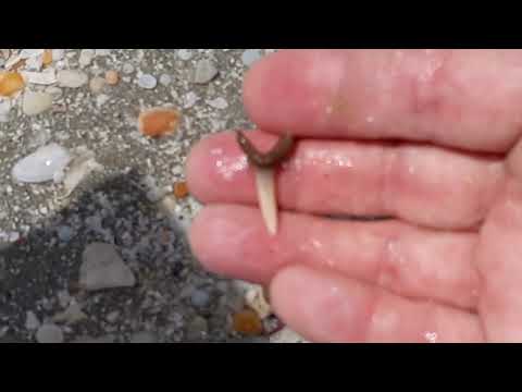 Amazing, rare white sand tiger shark tooth found on the local beach. This is one of my favorites!
