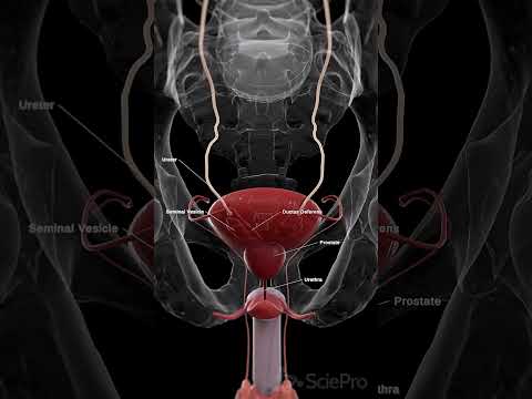 π¬ Male Reproductive Anatomy: The Prostate, Seminal Vesicles, and Ductus Deferens