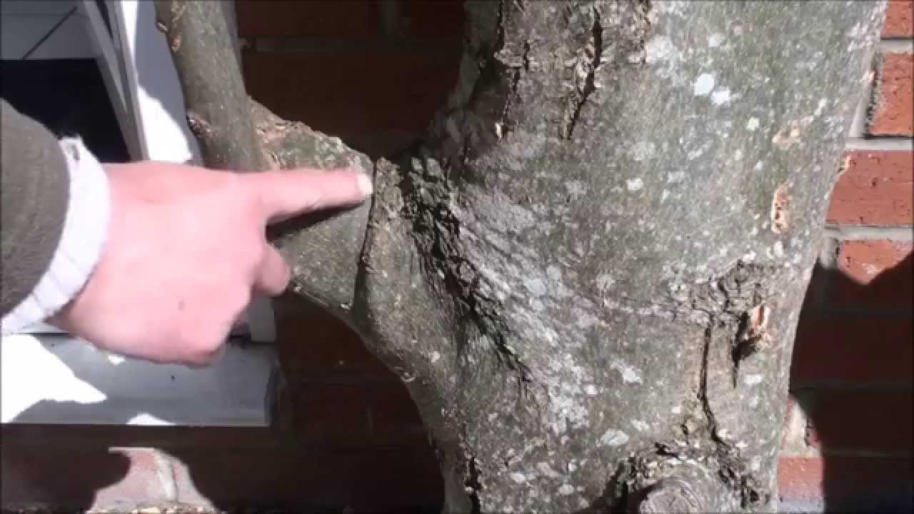 Tree Pruning Tips / Advice - Good Practice Aboriculture