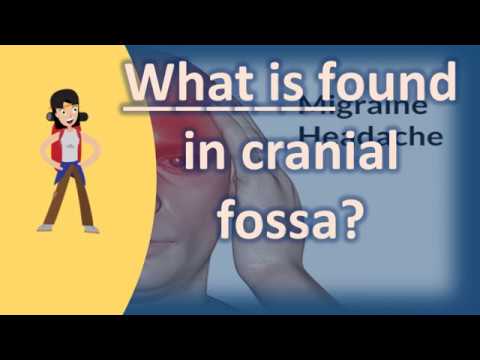 What is found in cranial fossa ? |Most Asked Questions on Health