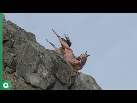 Top 16 Moments Animals Fall to Death