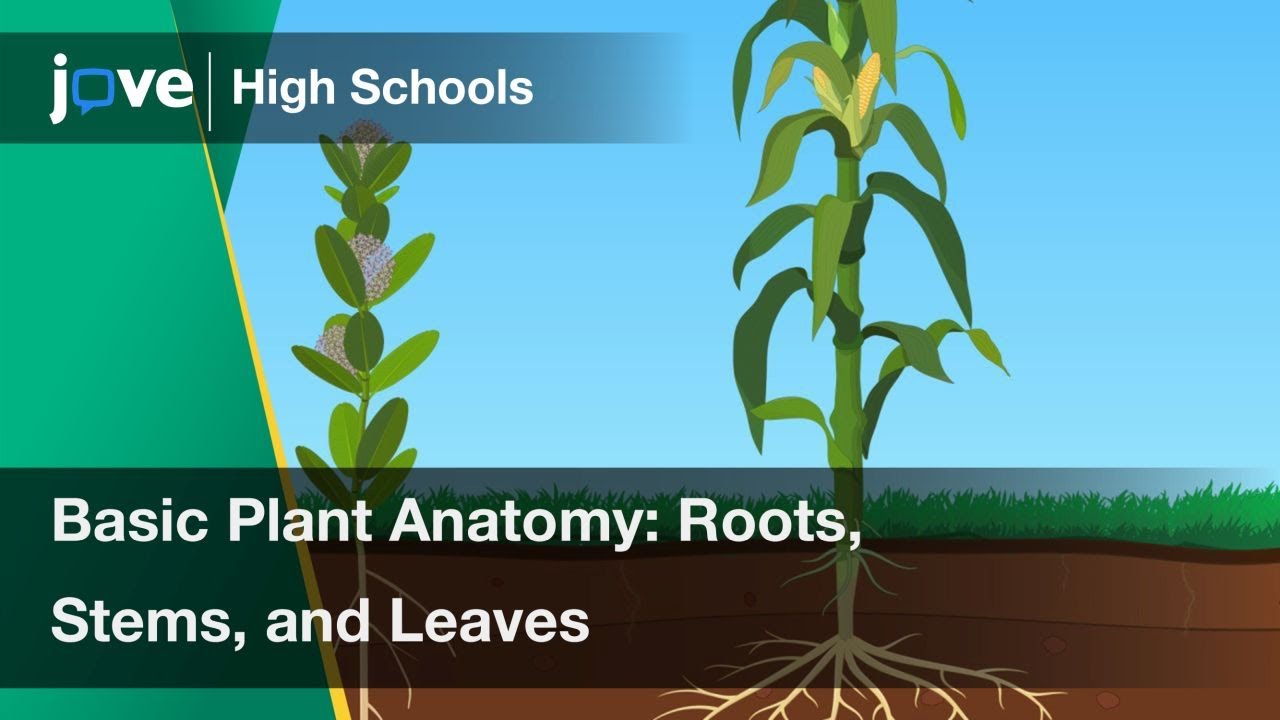 Basic Plant Anatomy: Roots, Stems, and Leaves | Bio | Video Textbooks - Preview