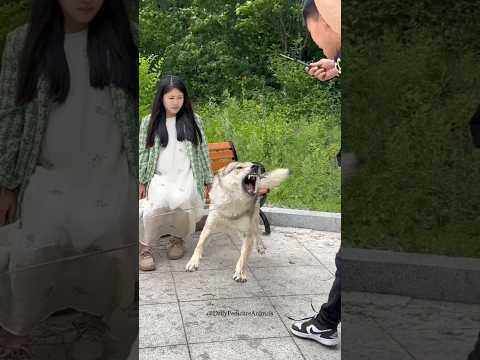 How to train Wild Aggressive Czechoslovakian Wolfdog To Protect π₯΅π€― #shorts #pets #trending #dog #bts