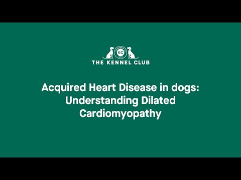 Acquired Heart Disease in dogs: Understanding Dilated Cardiomyopathy