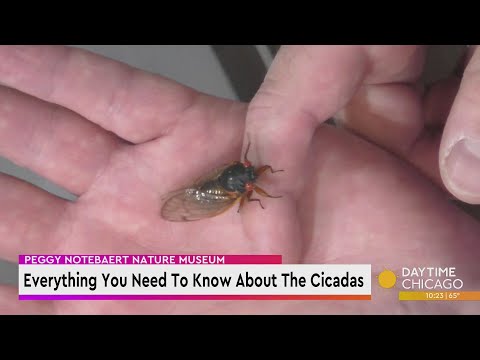 Everything You Need To Know About The Cicadas