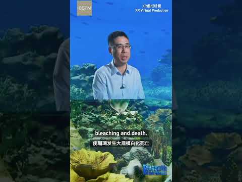 Why are coral reefs bleaching?