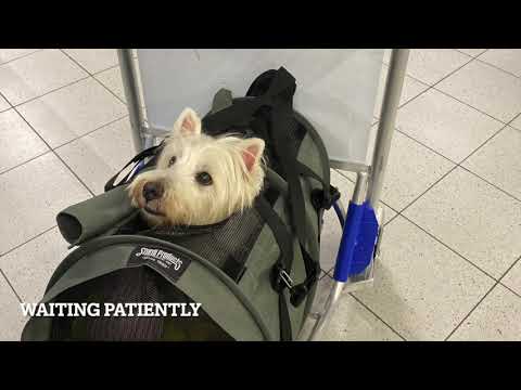 Arriving in Amsterdam Schiphol during COVID with a dog : Amsterdam customs