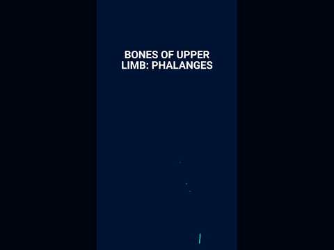 Unlocking Phalanges Bones of Movement #phalanges #anatomy #medicaleducation #osteology #bones