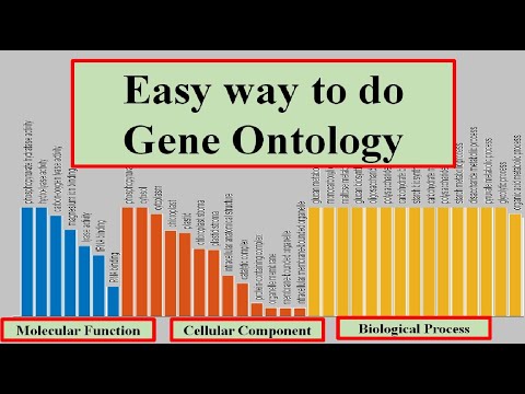 Gene Ontology Analysis: Unveiling the Function of Your Genes