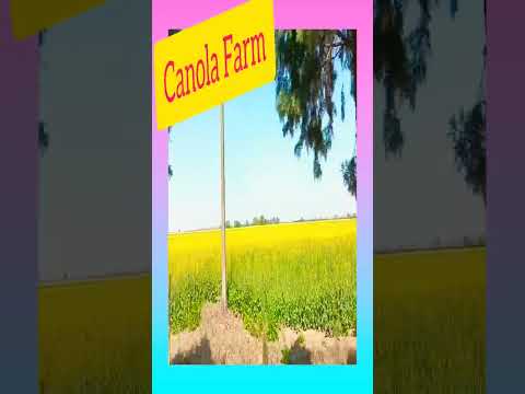 Agriculture farming and Canola oil_Food what is rapeseed oil used for #farming #field #agriculture