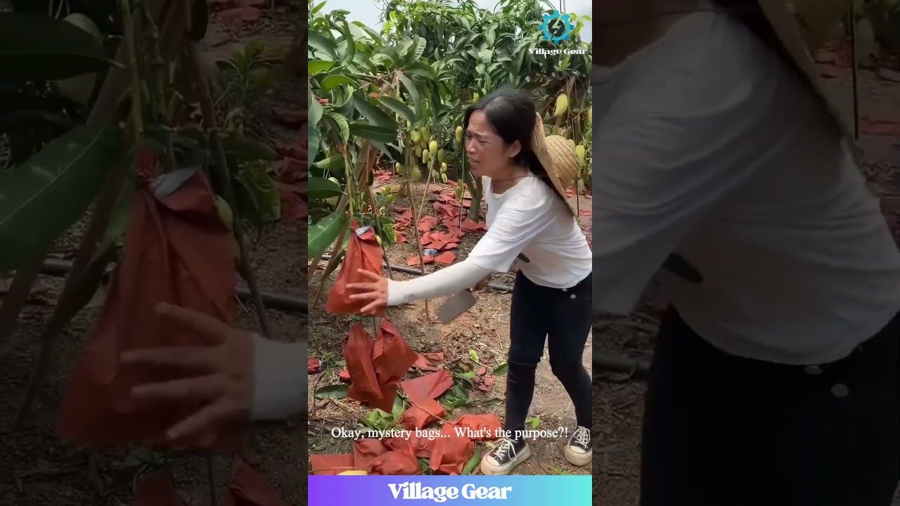 SECRET Mango Growing Trick Exposed?! 🥭 What Are These Red Bags For?! #farmingsecrets #mango