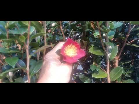 October 31, 2022 - Camellia Sasanqua Yuletide