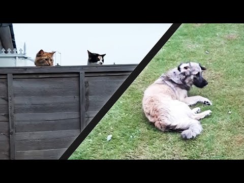 Curious Cats Spy On Dog