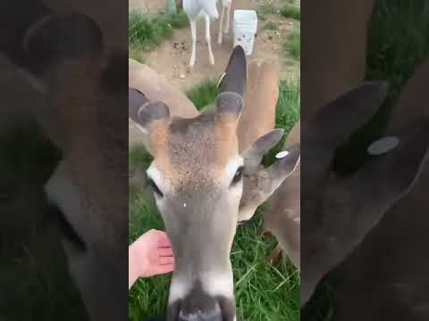 Feeding whitetail deer/ALBINO DEER