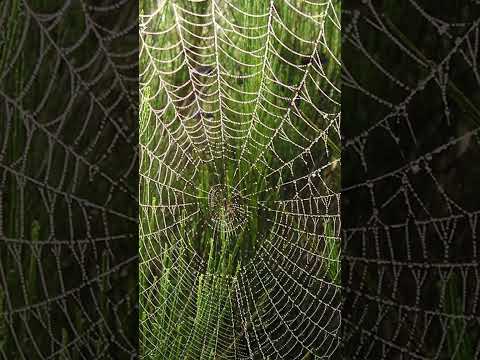 #anime #music #edit #song #animeedit #spider #background