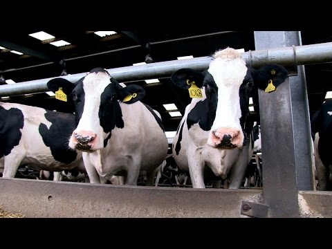 TB Free England: Working to stop the spread of bovine TB (part 1)