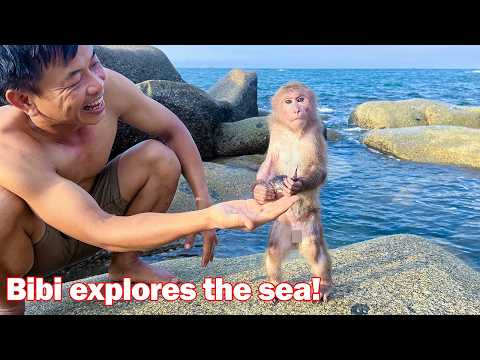Bibi is confused when exploring creatures on the beach with Uncle Phong!