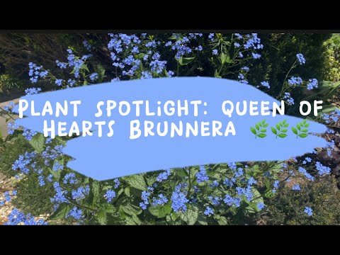 Plant Spotlight: Queen of Hearts Brunnera - Friday Shoutout series 🌿🌿🌿