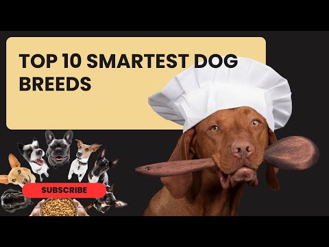 Top 10 smartest dog breeds | world smartest dogs