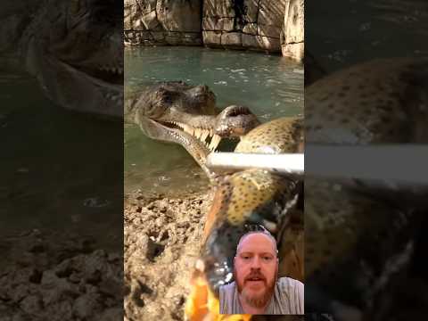 Gharial Gets a bite! #onthisday #wkzzrproductions #fyp #creature #gharial #bite #1737