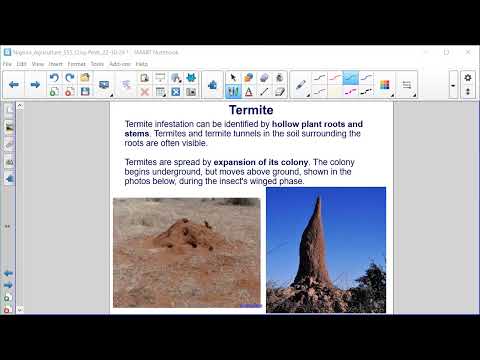 Biting and Chewing Insect Pests