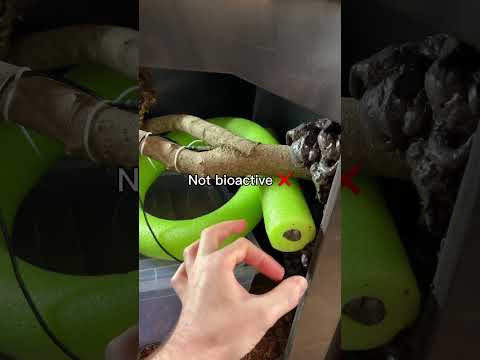 Bioactive enclosure for Boaβ is it possible?