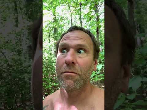 Sounds from the cicada invasion of 2024