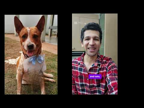 Kingdom of Pets: Learn How to Teach Your Pets