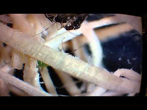 Bug Factory Fights Fire with Fire to Corral Insect Pests on the Farm