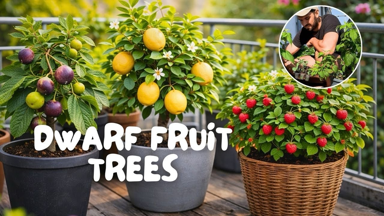 5 Best Dwarf Fruit Trees for Small Spaces