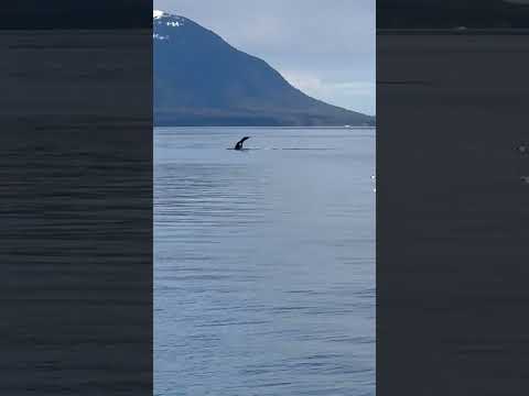 Whales in Juneau, AK