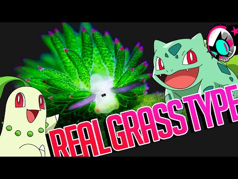 This Creature Makes Grass Type Pokémon Possible! | Gnoggin