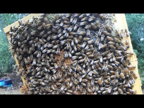 Monday Night Live Beekeeping Chat - No life Beekeepers