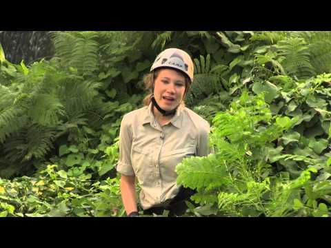 Forest Secrets: Science and Soul Chapter 08 The Canopy