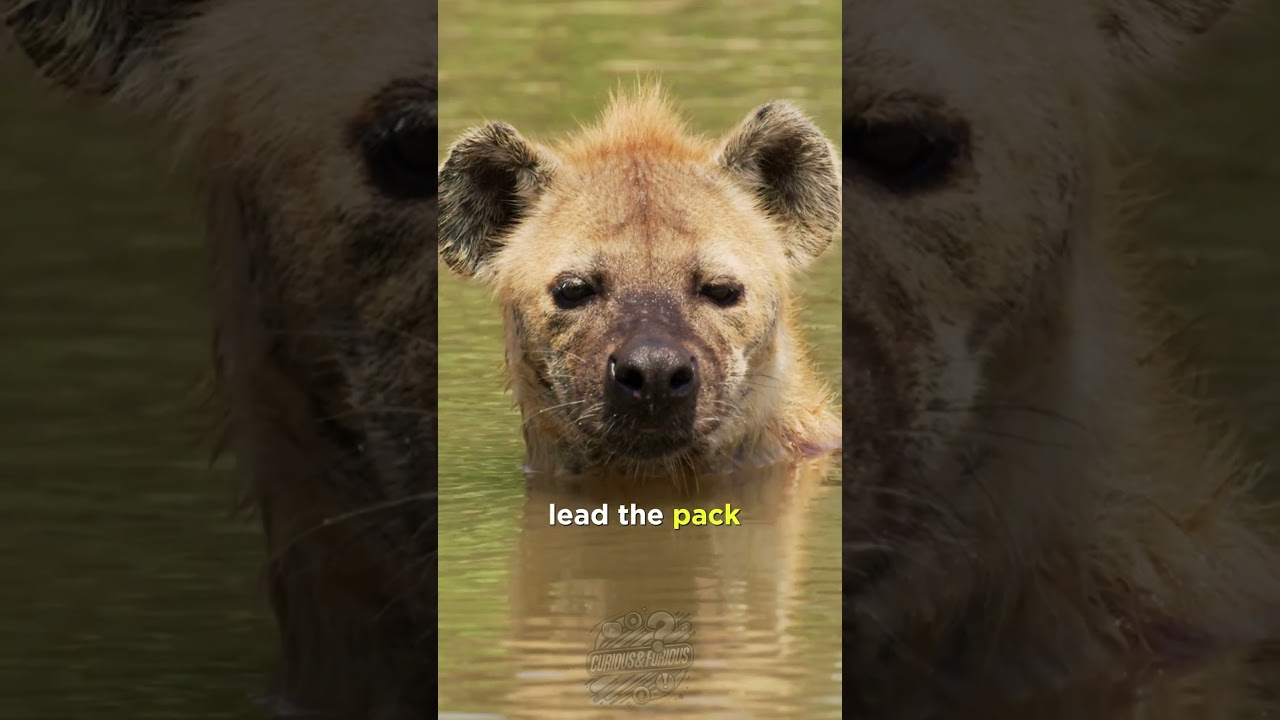 Female Hyenas' Bizarre Secret: The Truth About Their Unique Anatomy!