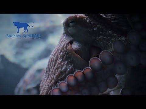 Species Spotlight: Giant Pacific Octopus (Enteroctopus dofleini)