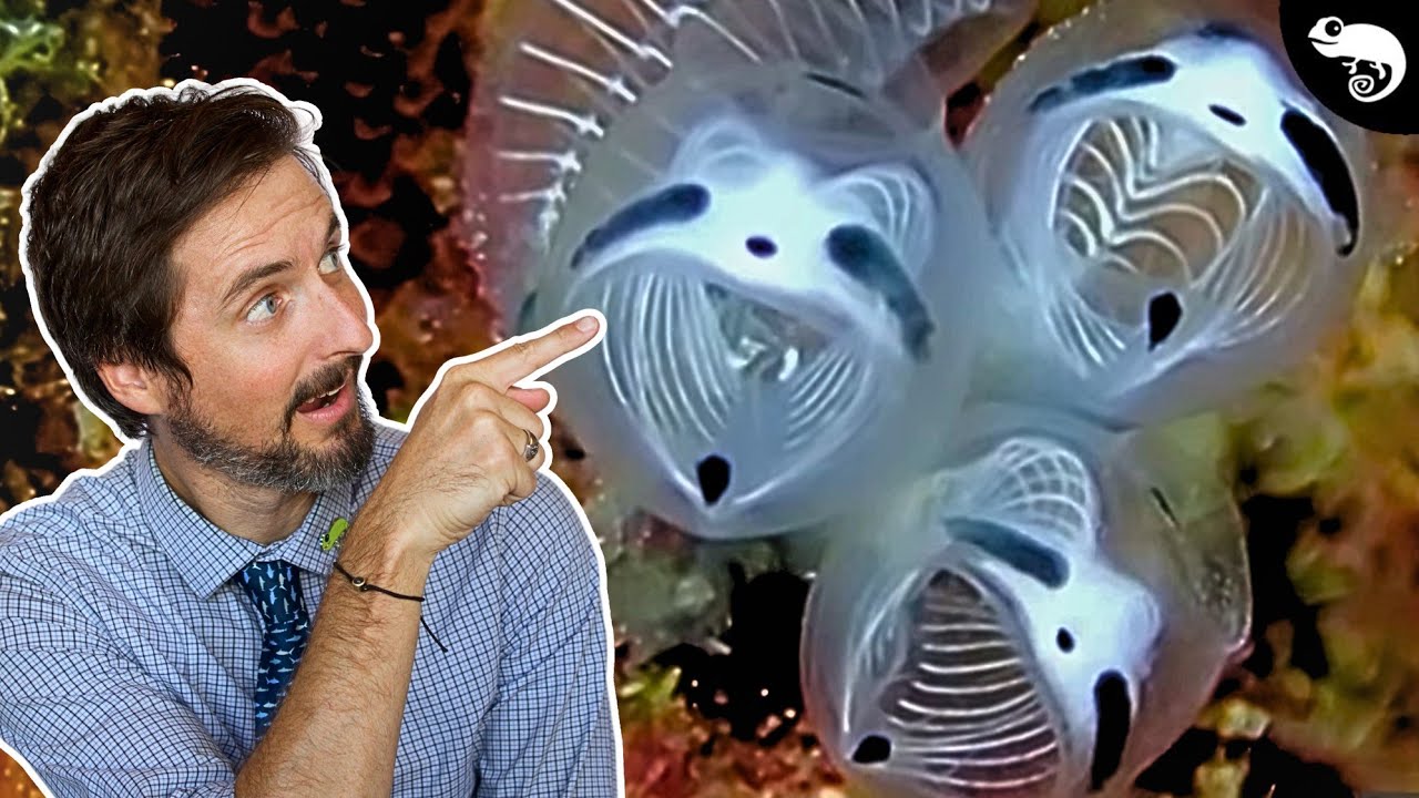 10 Animals I Didn't Know Existed!