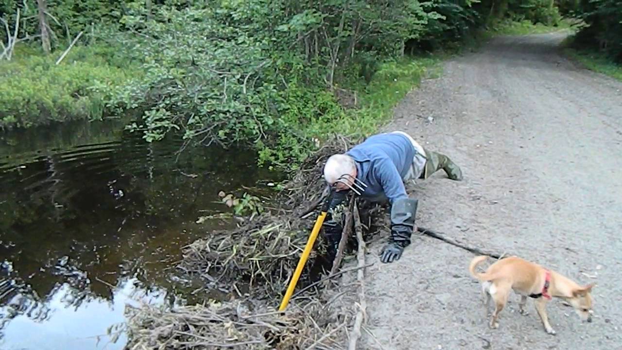 How To..Using the Comstock Live Beaver Cage Trap in a Dam Break Set