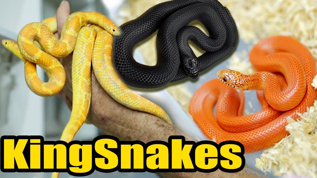 Top Kingsnake Breeder Collection Tour! CRAZY MORPHS!