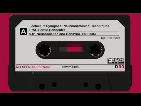 Lecture 7: Synapses; Neuroanatomical Techniques