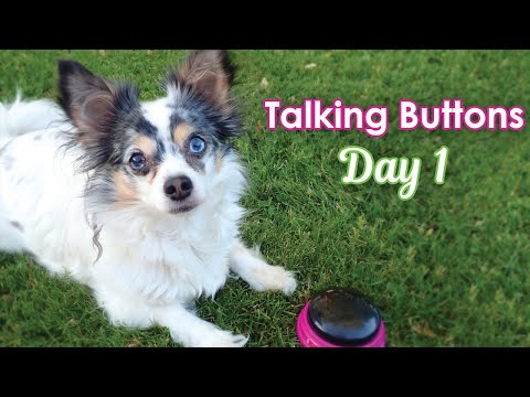 My Dog Tries Talking Buttons! Learning To Speak With Hunger For Words Dog Buttons - Day 1