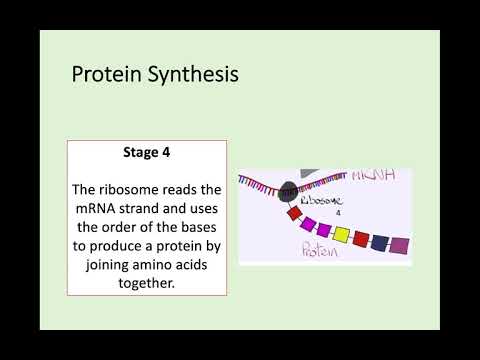 N5 Biology - 1.3 DNA and the Production of Proteins
