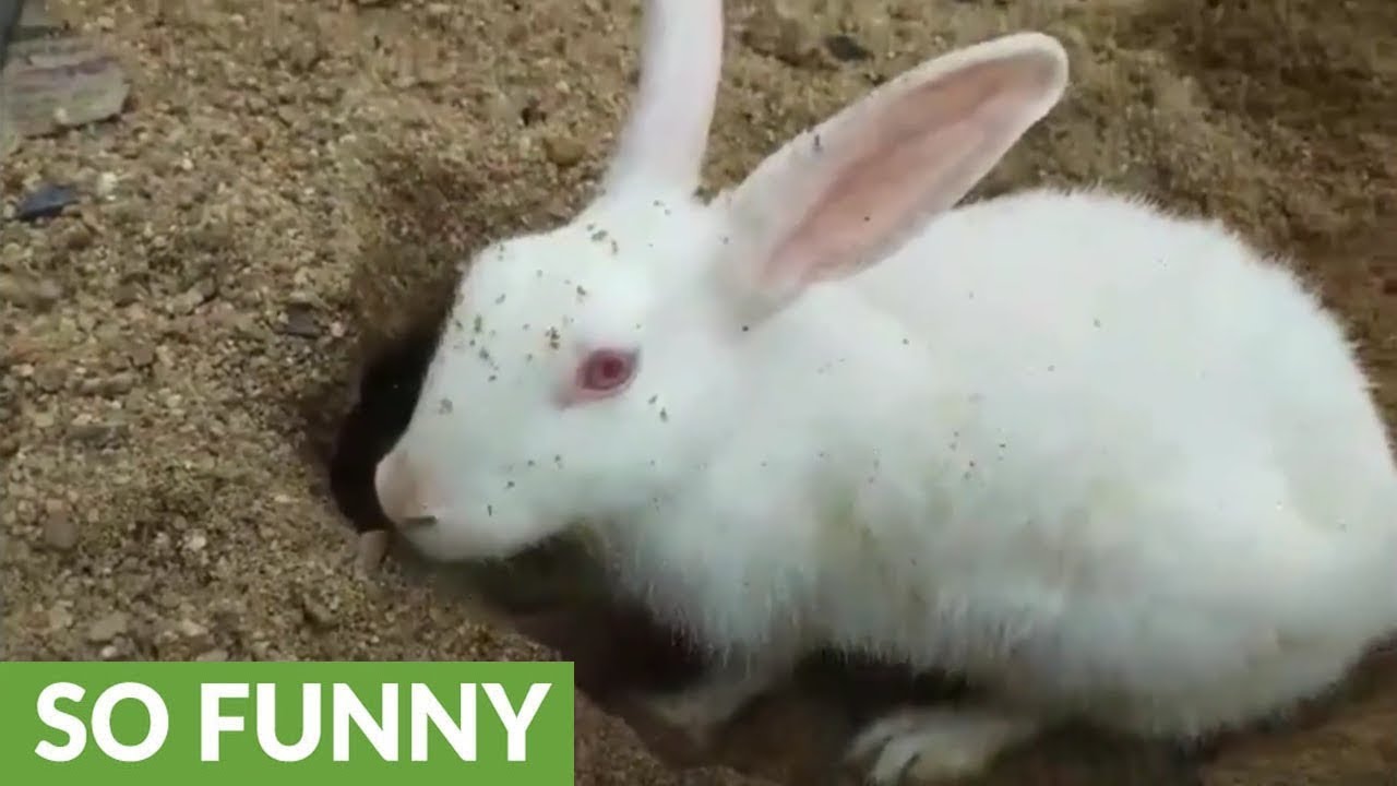 Rabbit digging deep burrow reverses out when called