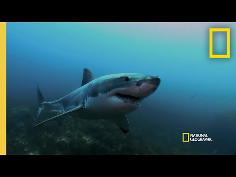 The Dangers of Shark Nets | When Sharks Attack