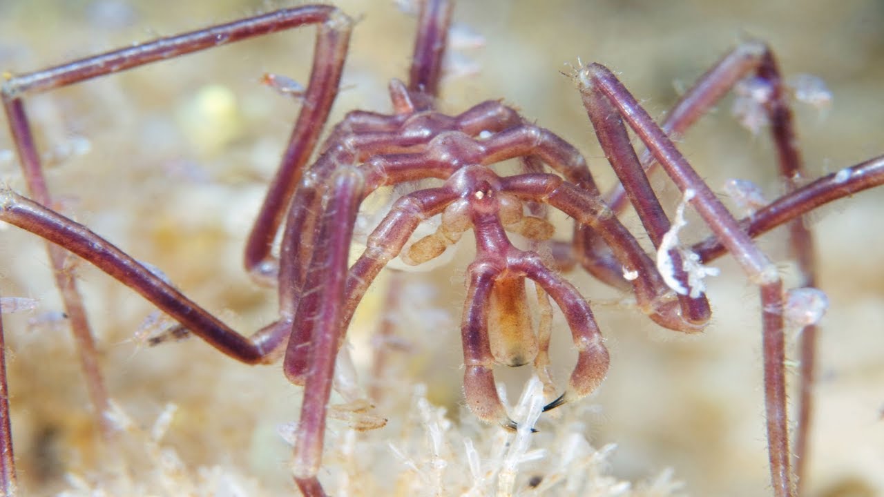 Sea Spiders - Animal of the Week
