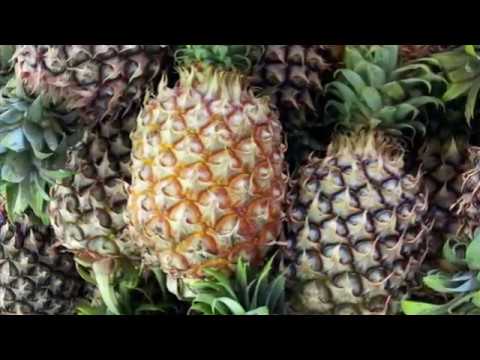 How To Plant Pineapple Honey (Ananas Comosus) For Benenfit Of Fruit Pineapple