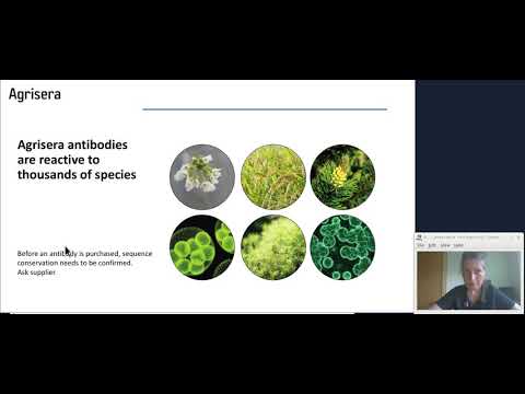 Tips and Tricks for Antibody Production and Validation