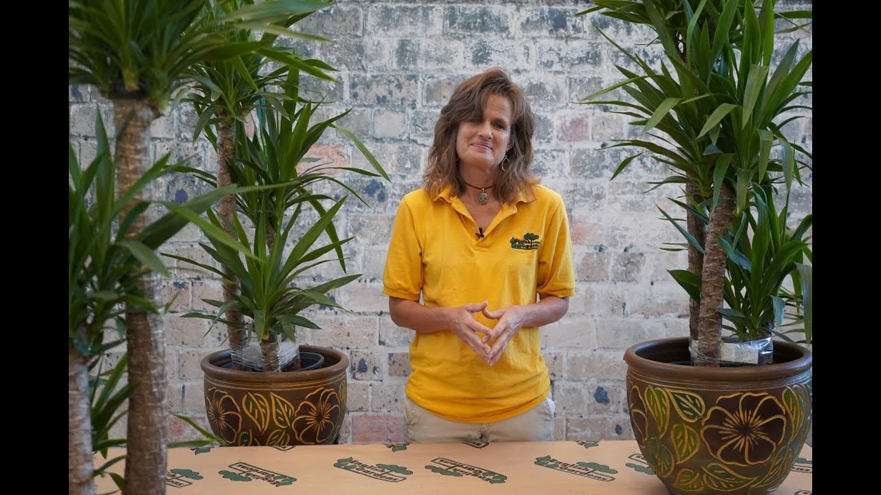 How to Care for a Yucca Plant ENGLISH GARDENS
